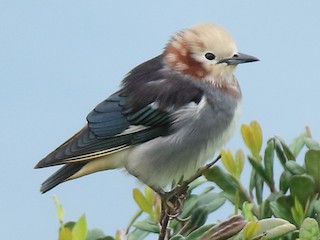 Chestnut-cheeked Starling - Agropsar philippensis - Birds of the World