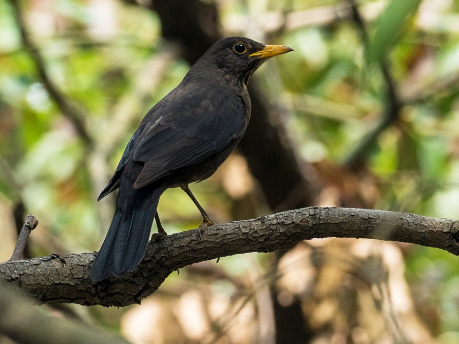 Chinese Blackbird - eBird