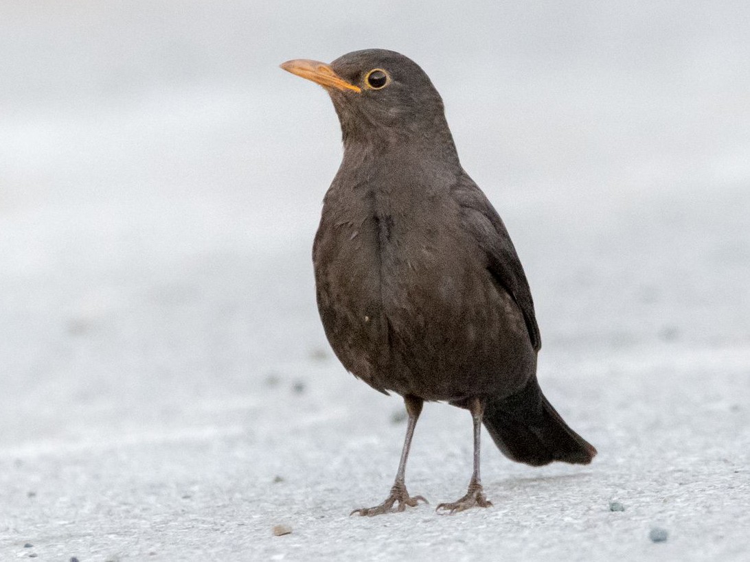Chinese Blackbird - eBird