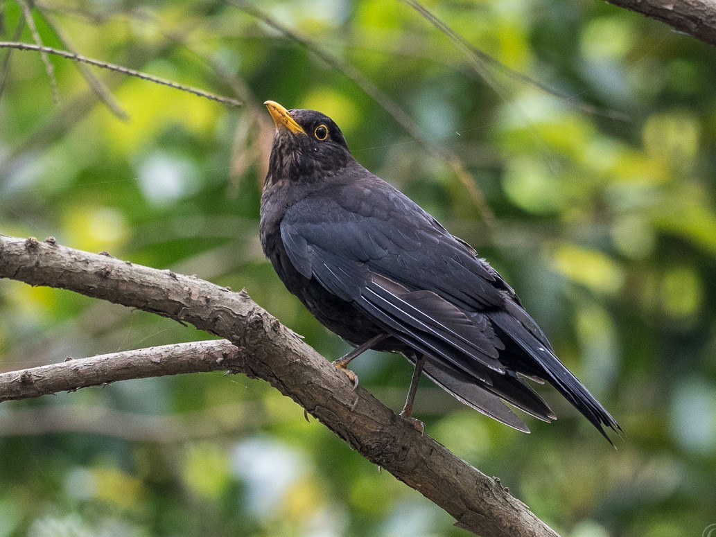 Chinese Blackbird - eBird