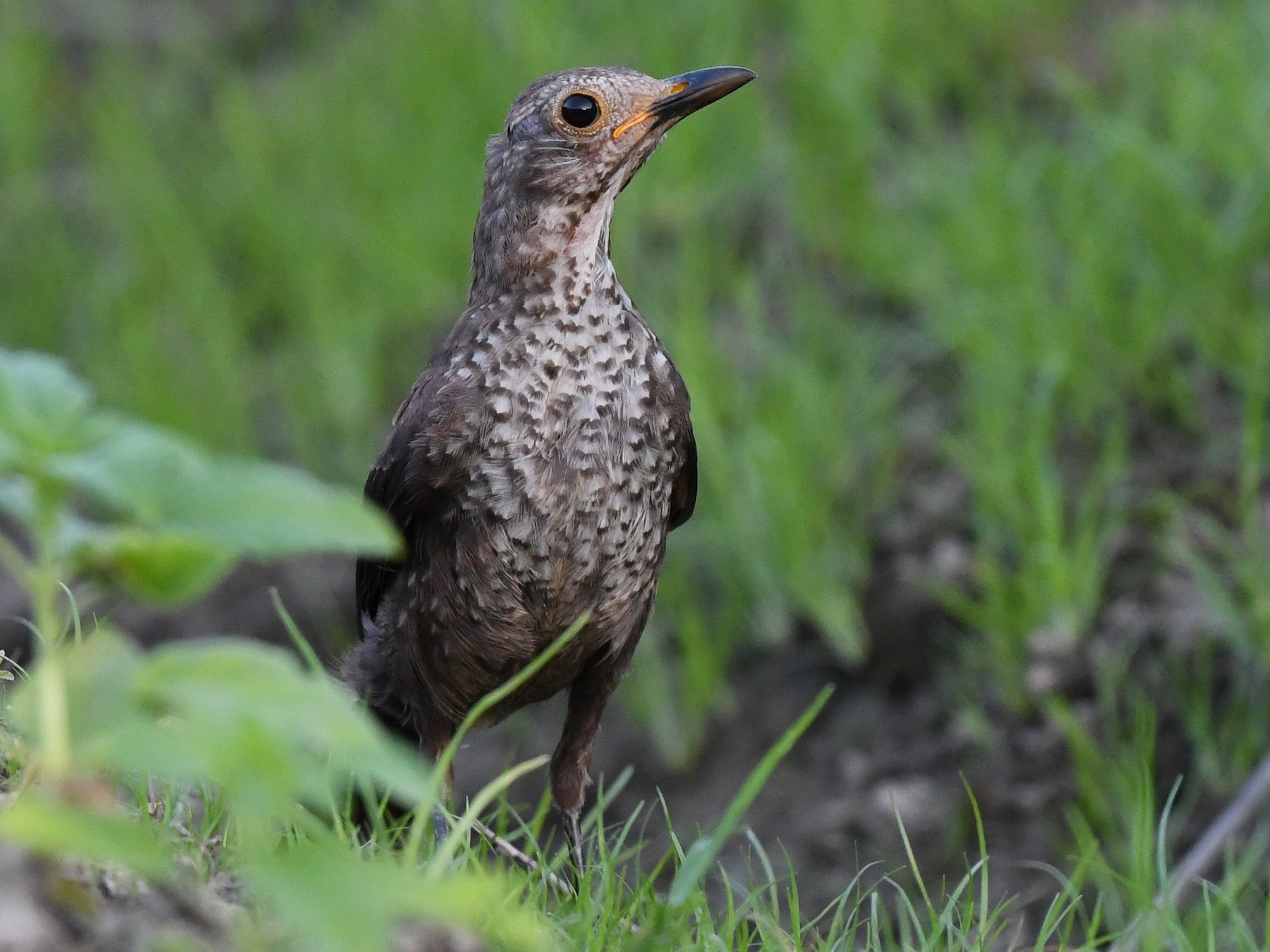 Chinese Blackbird - eBird
