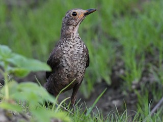Chinese Blackbird - eBird