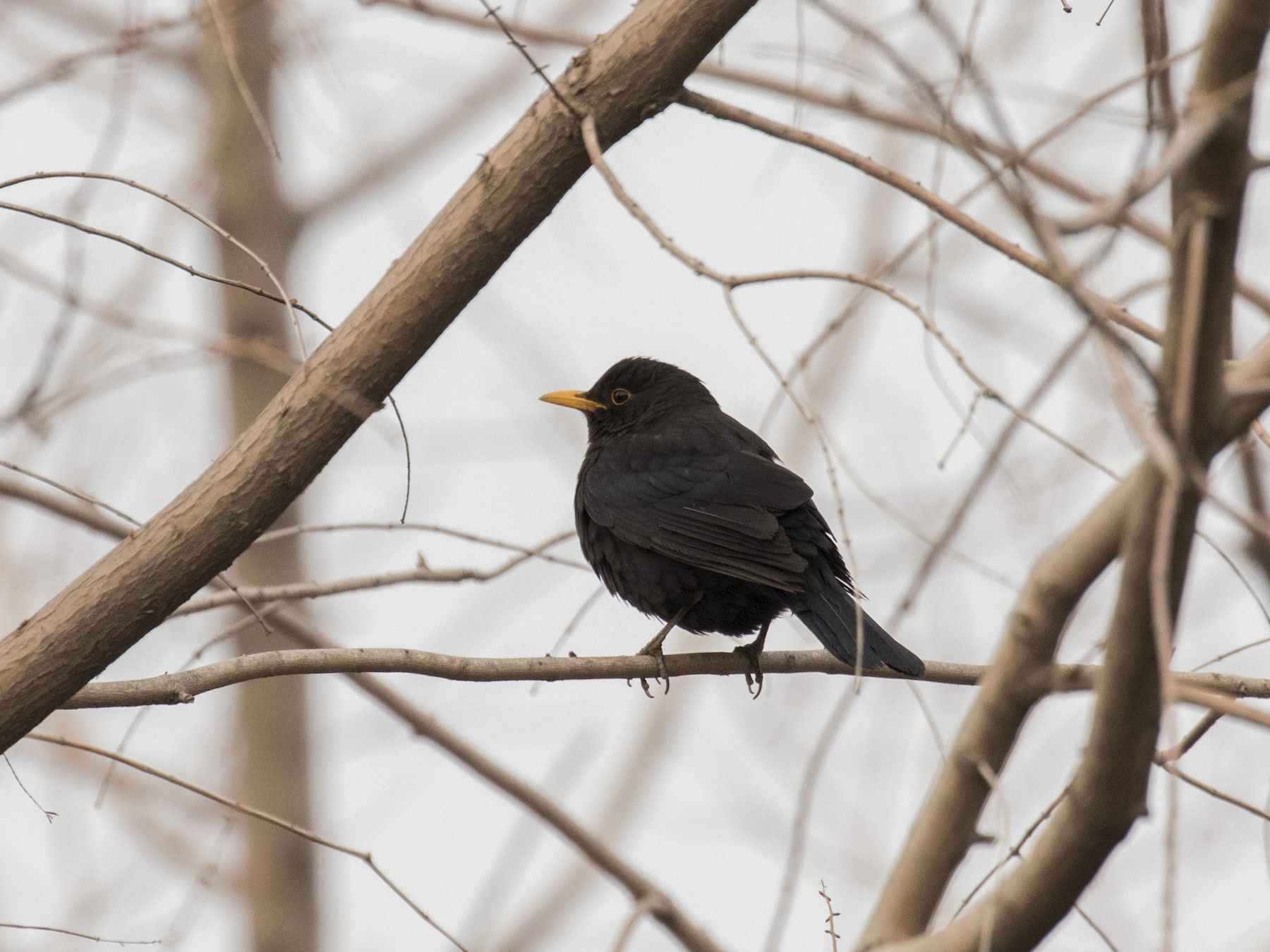 Chinese Blackbird - eBird