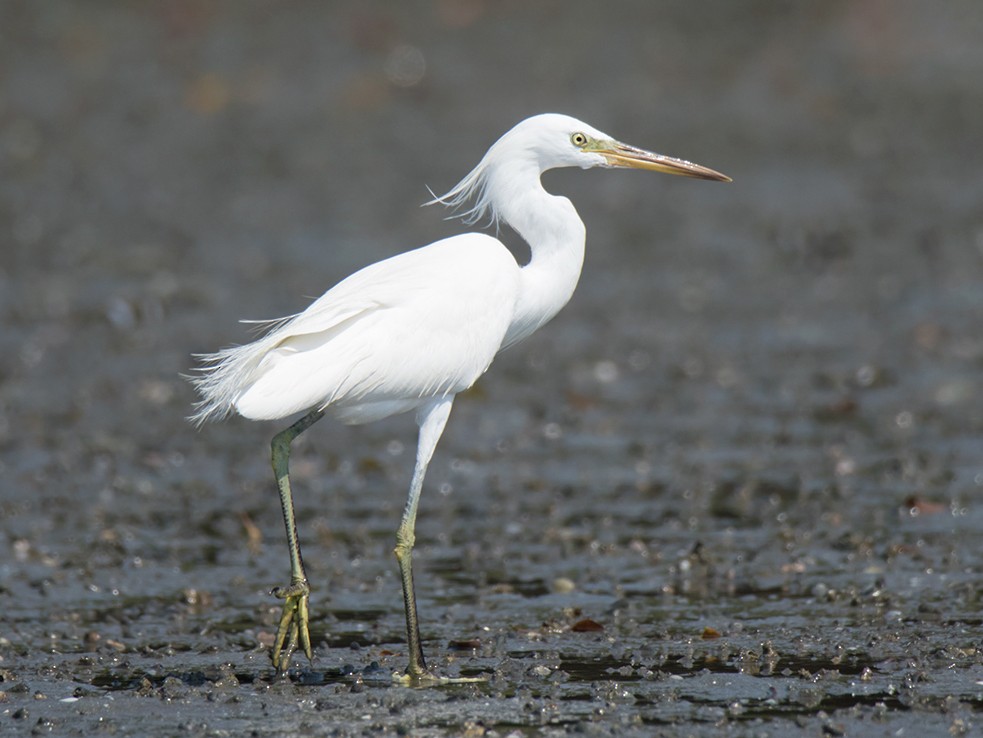 Chinese Egret - eBird