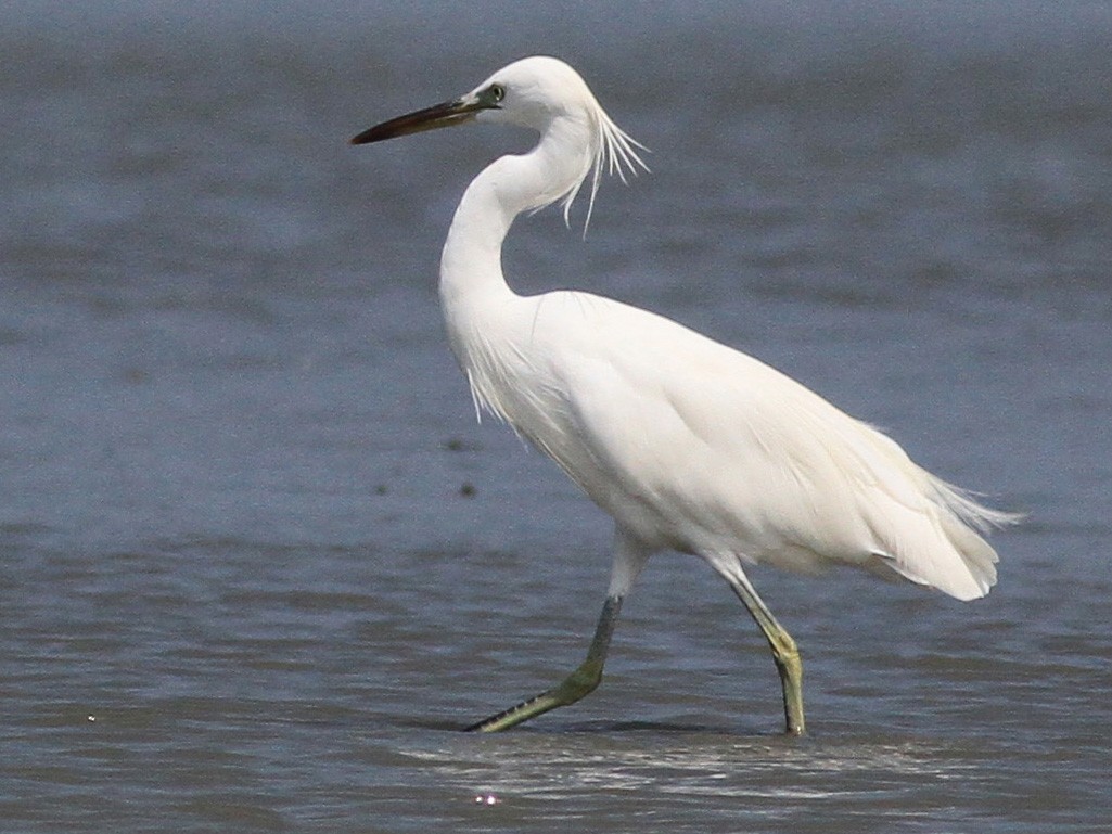 Chinese Egret - eBird