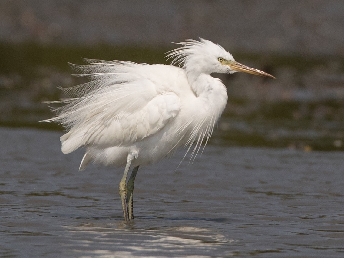 Chinese Egret - eBird