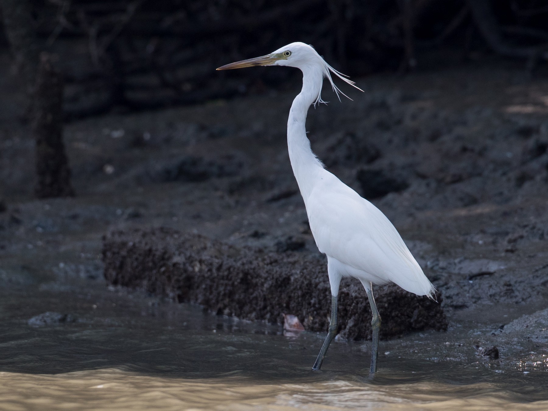 Chinese Egret - eBird