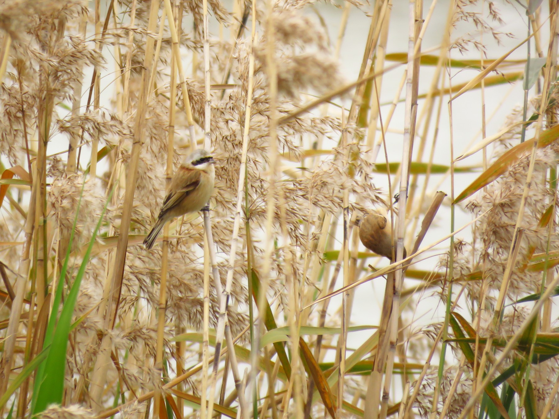 Chinese Penduline-Tit - eBird