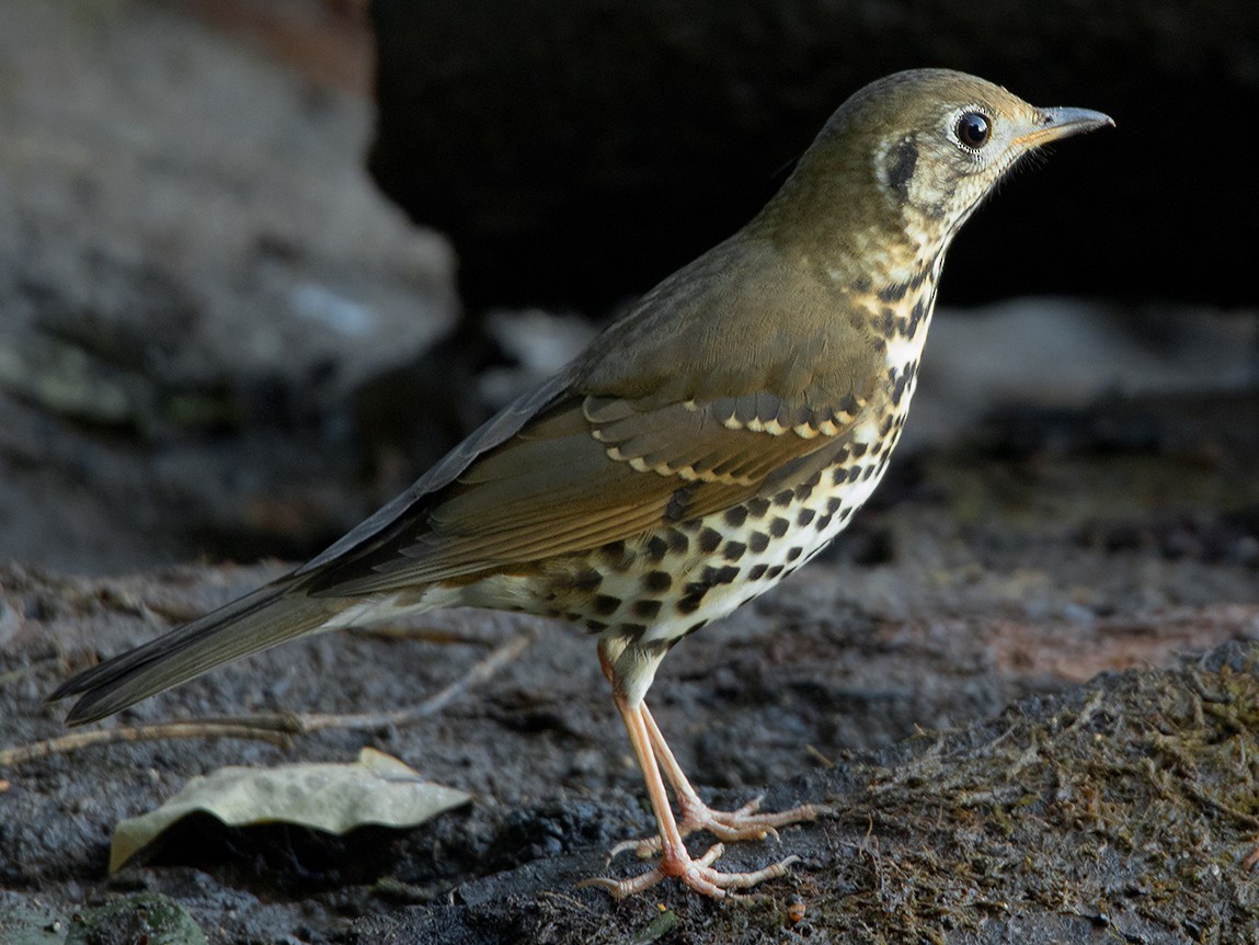 Chinese Thrush - Turdus mupinensis - Birds of the World