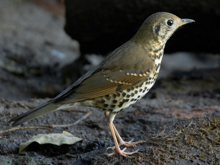 Chinese Thrush - eBird