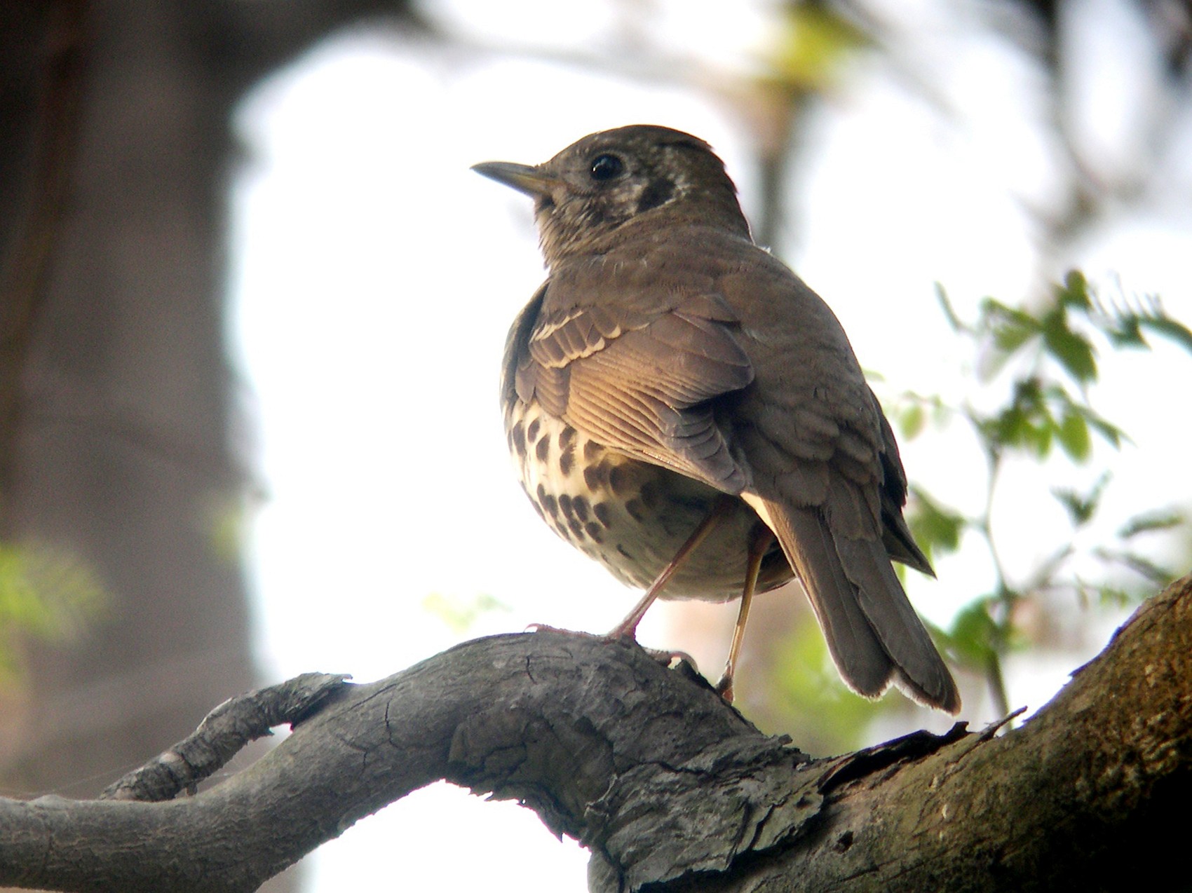 Chinese Thrush - eBird