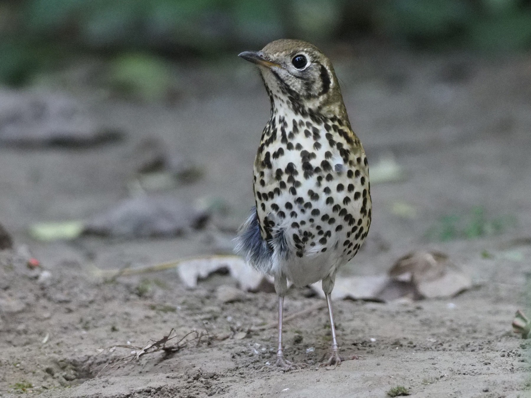 Chinese Thrush - eBird