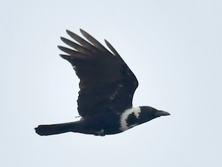 Collared Crow - eBird
