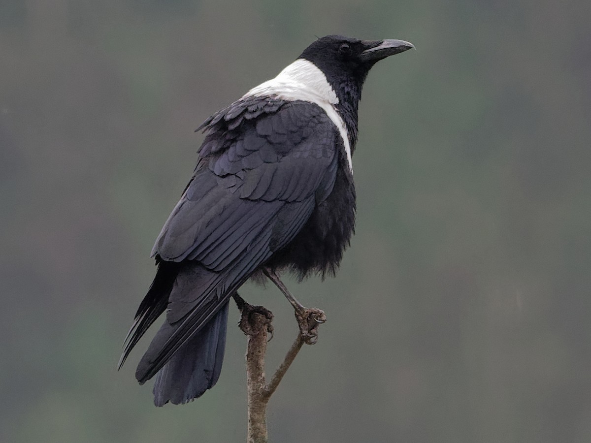 Collared Crow - Corvus torquatus - Birds of the World