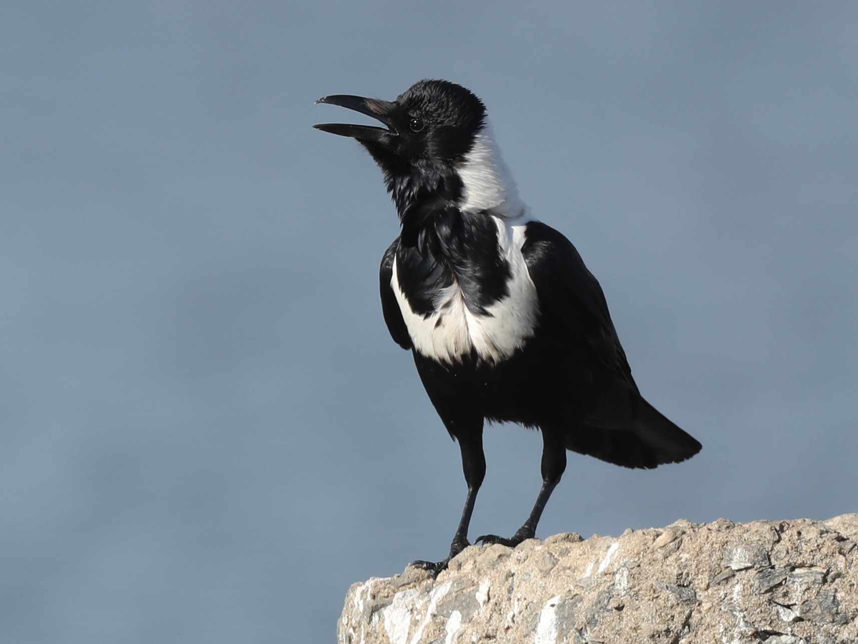 Collared Crow - eBird