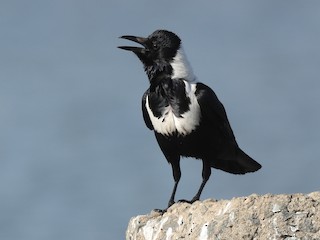 Collared Crow - eBird