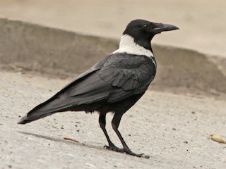 Collared Crow - eBird
