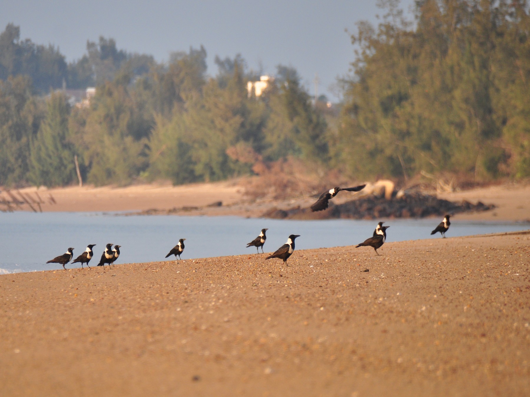 Collared Crow - eBird