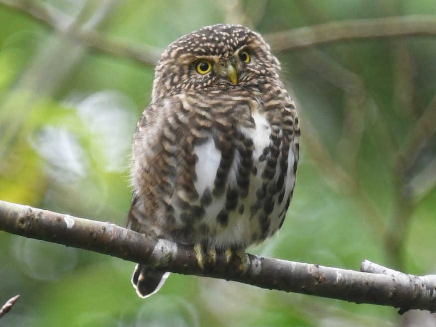 Collared Owlet - eBird