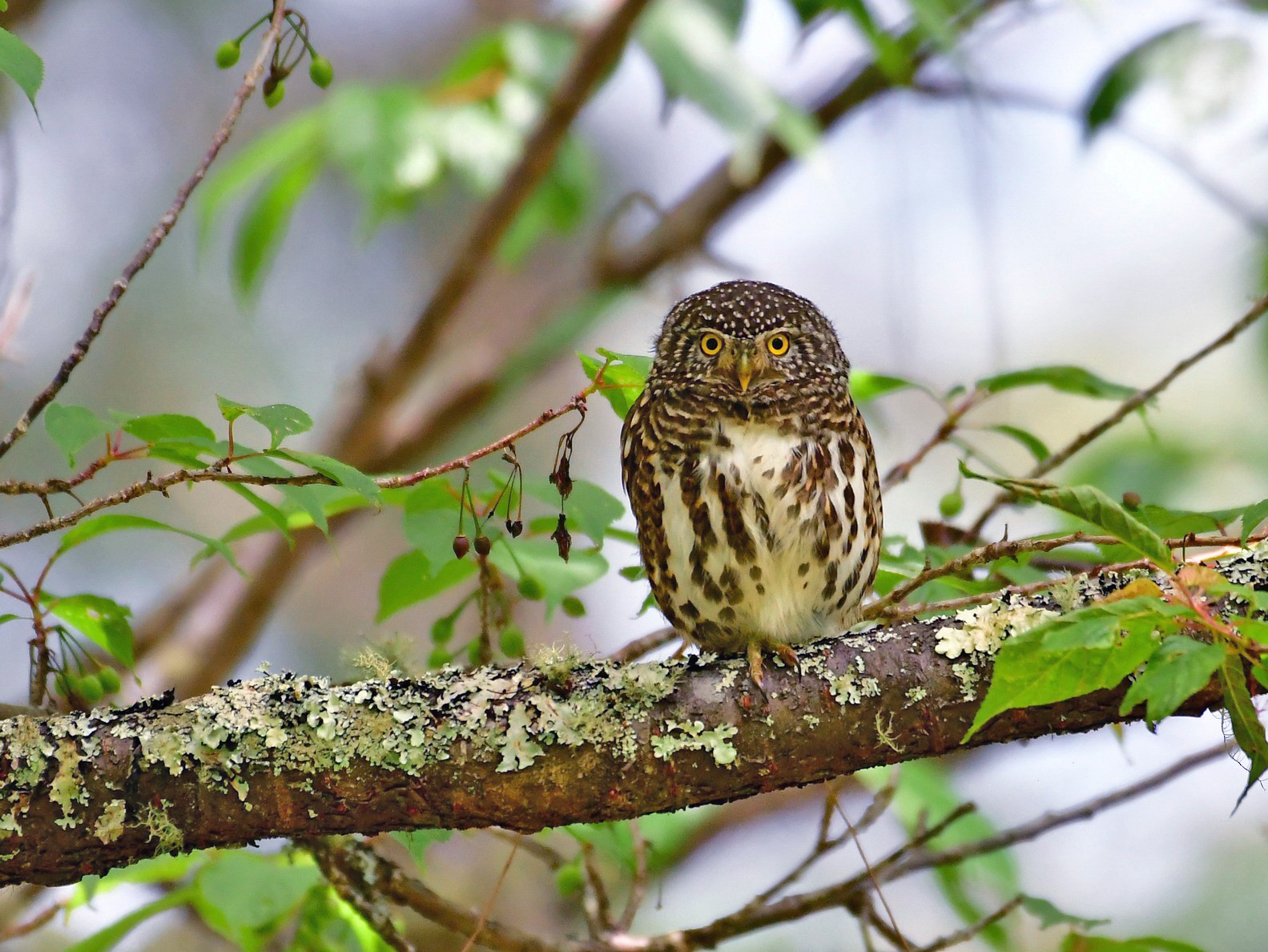 Collared Owlet - eBird