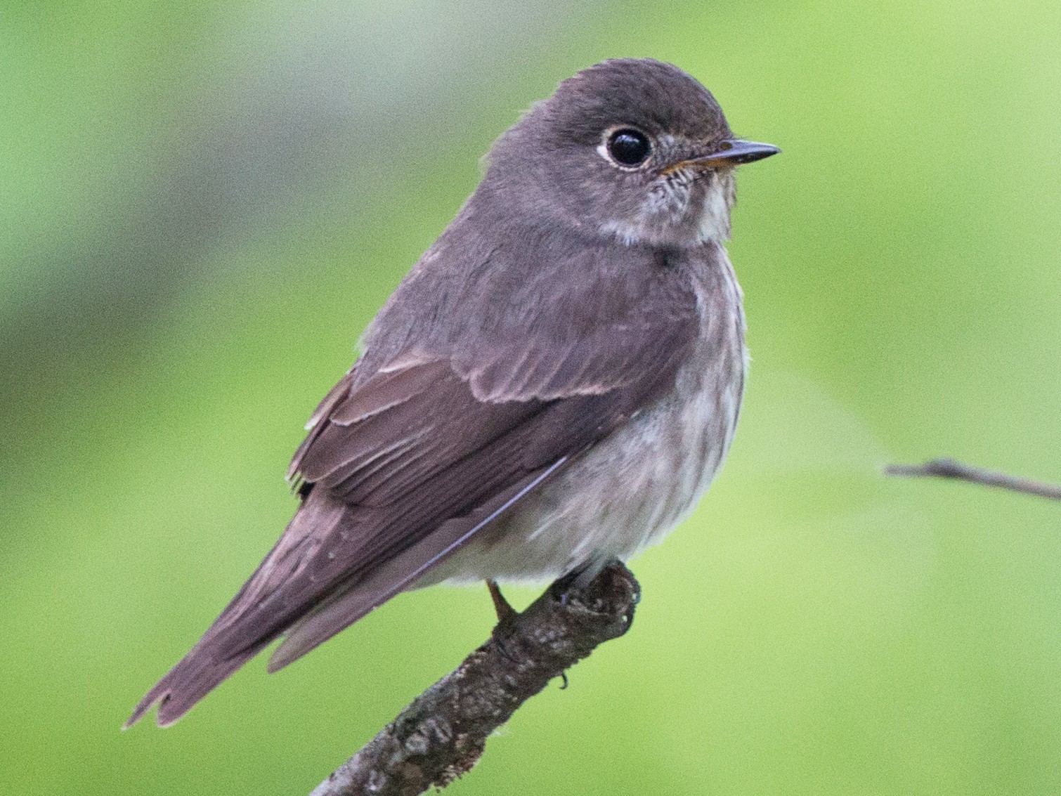 Dark-sided Flycatcher - eBird