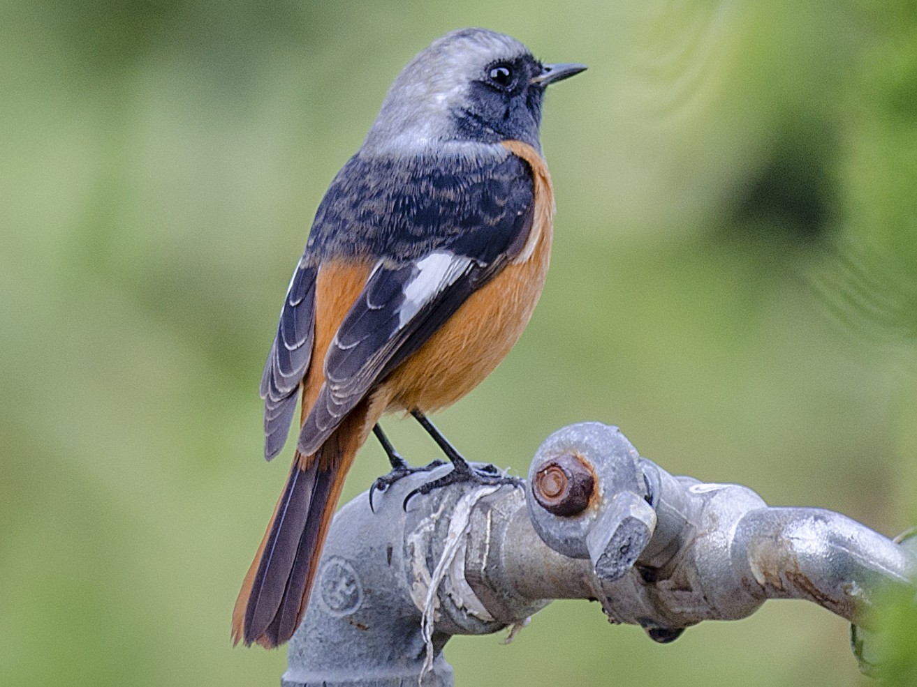 Daurian Redstart - eBird