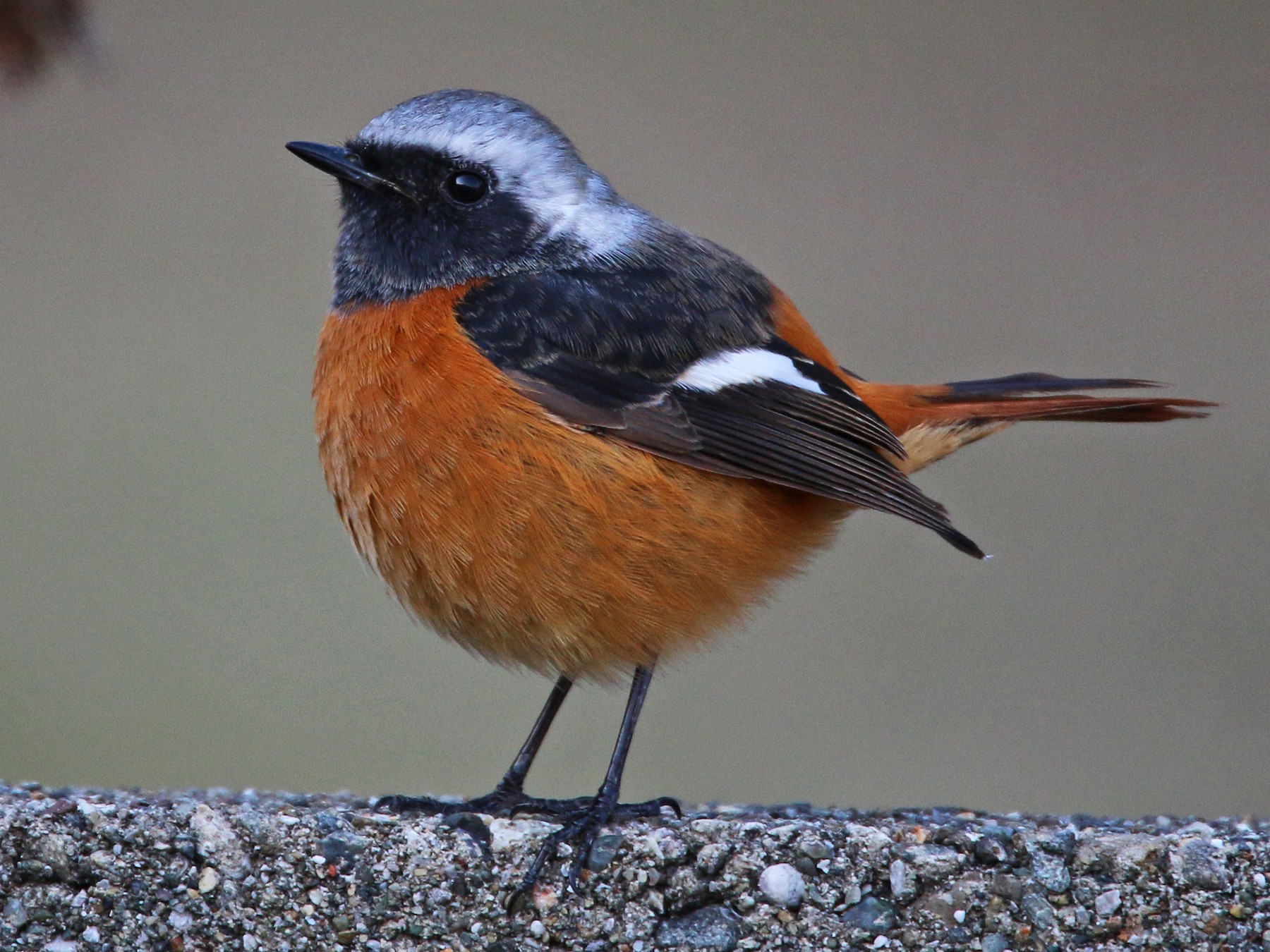 Daurian Redstart - eBird