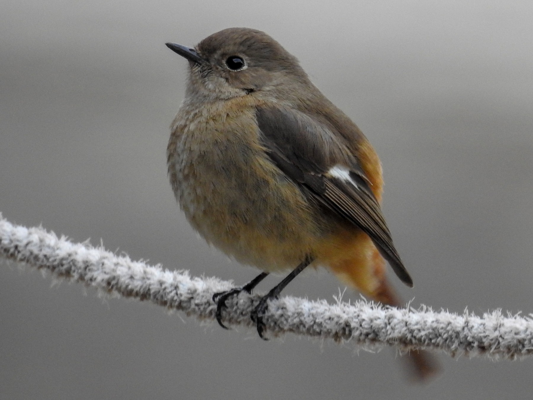 Daurian Redstart - eBird