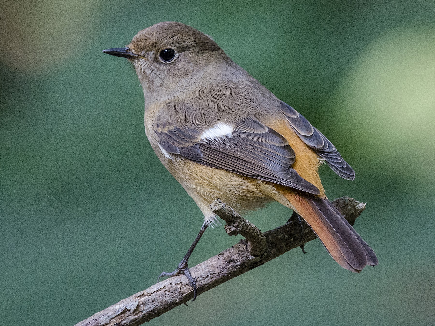 Daurian Redstart - eBird