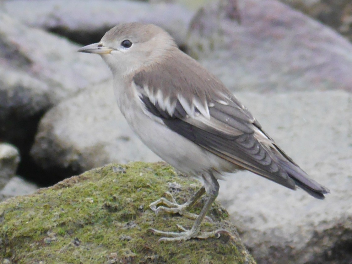 Daurian Starling - eBird