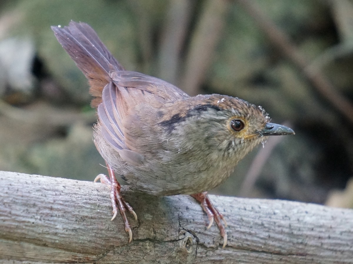 Dusky Fulvetta - Schoeniparus brunneus - Birds of the World