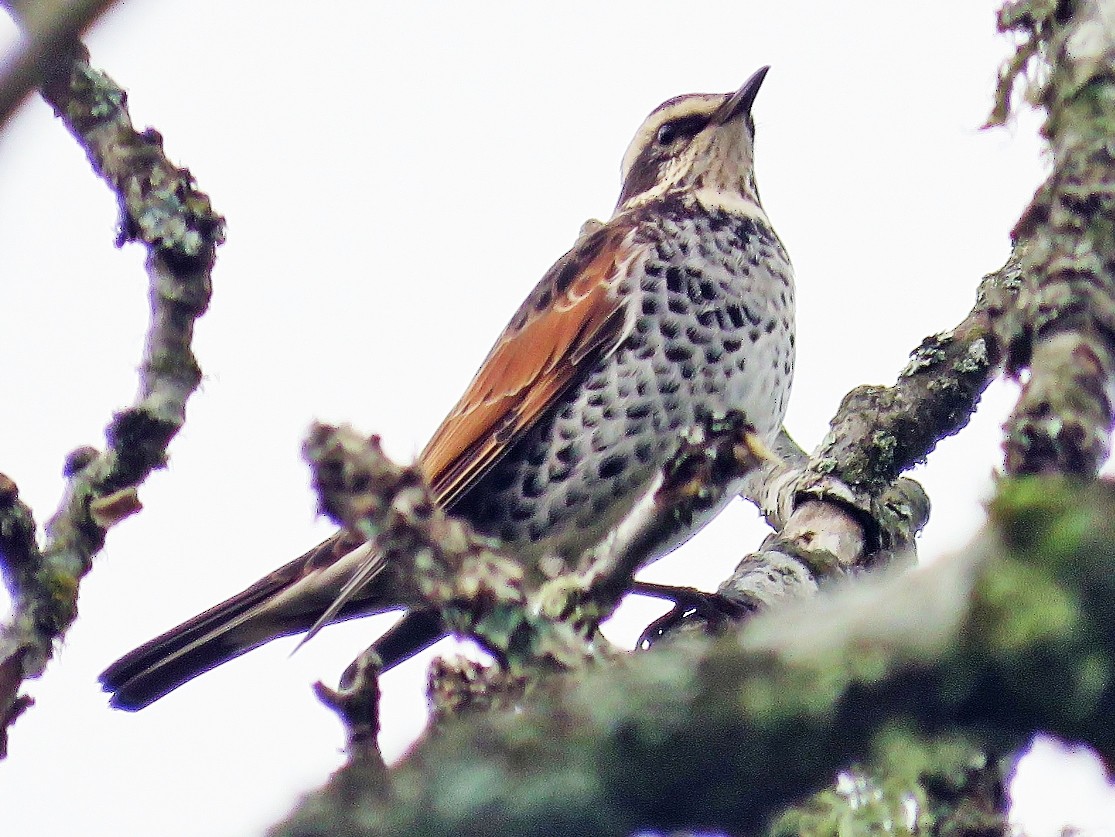 Dusky Thrush - eBird