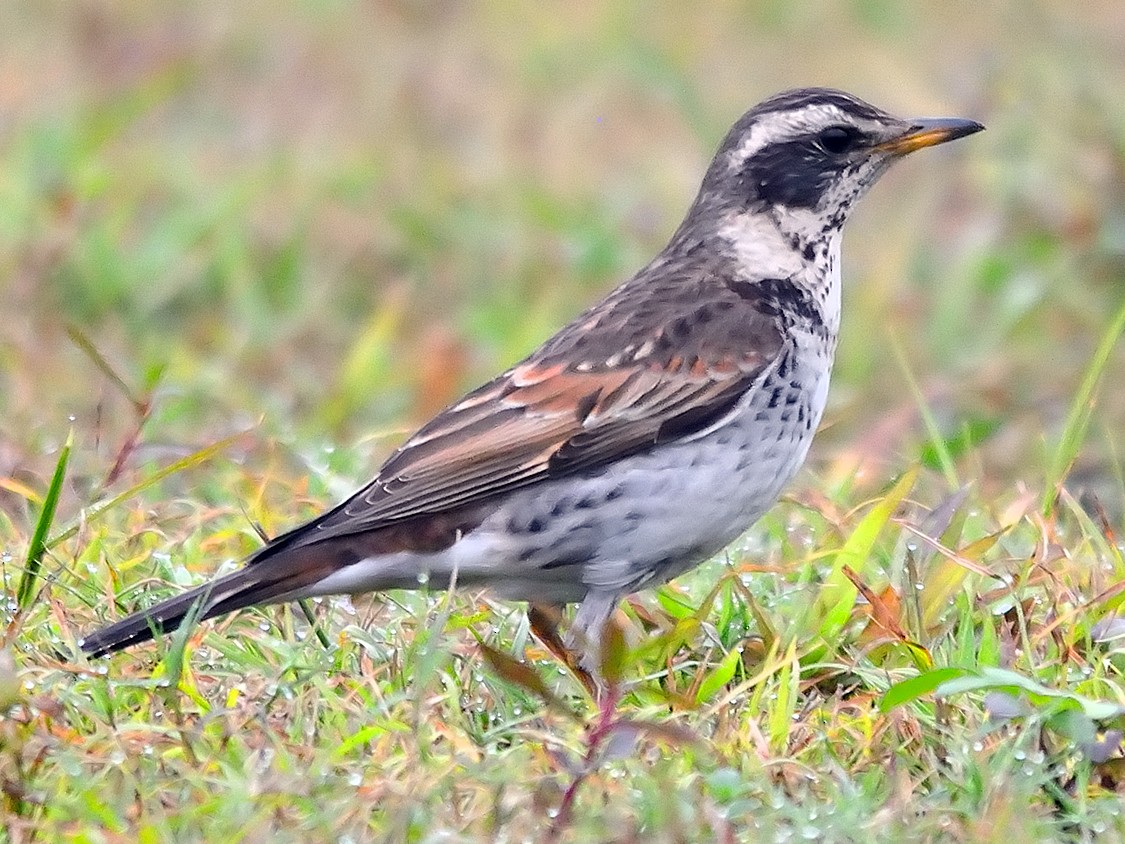 Dusky Thrush - eBird