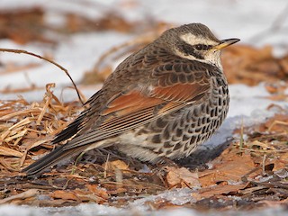 Dusky Thrush - Turdus eunomus - Birds of the World