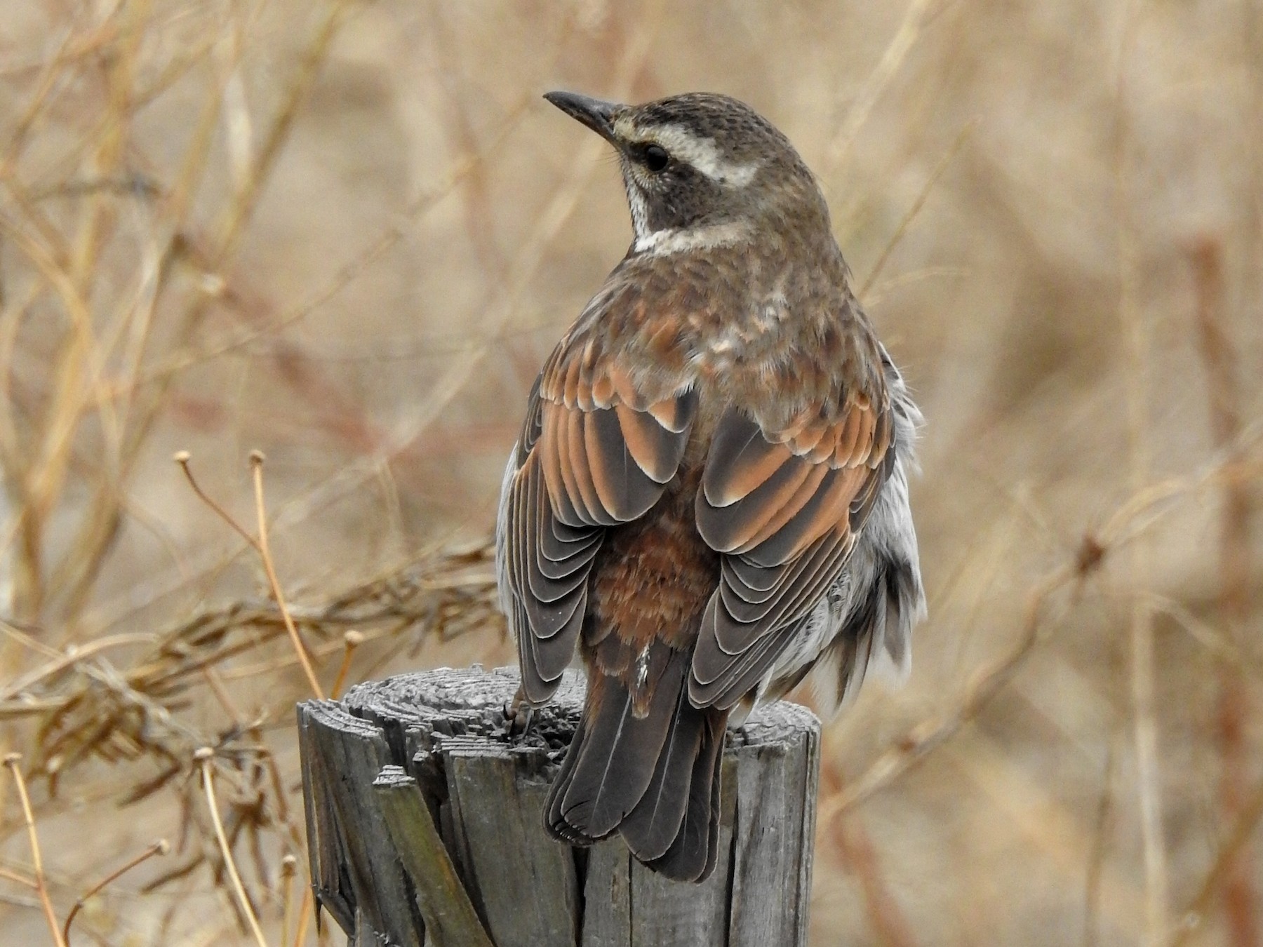 Dusky Thrush - eBird