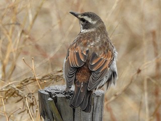 Dusky Thrush - eBird