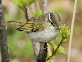 Eastern Crowned Warbler - eBird