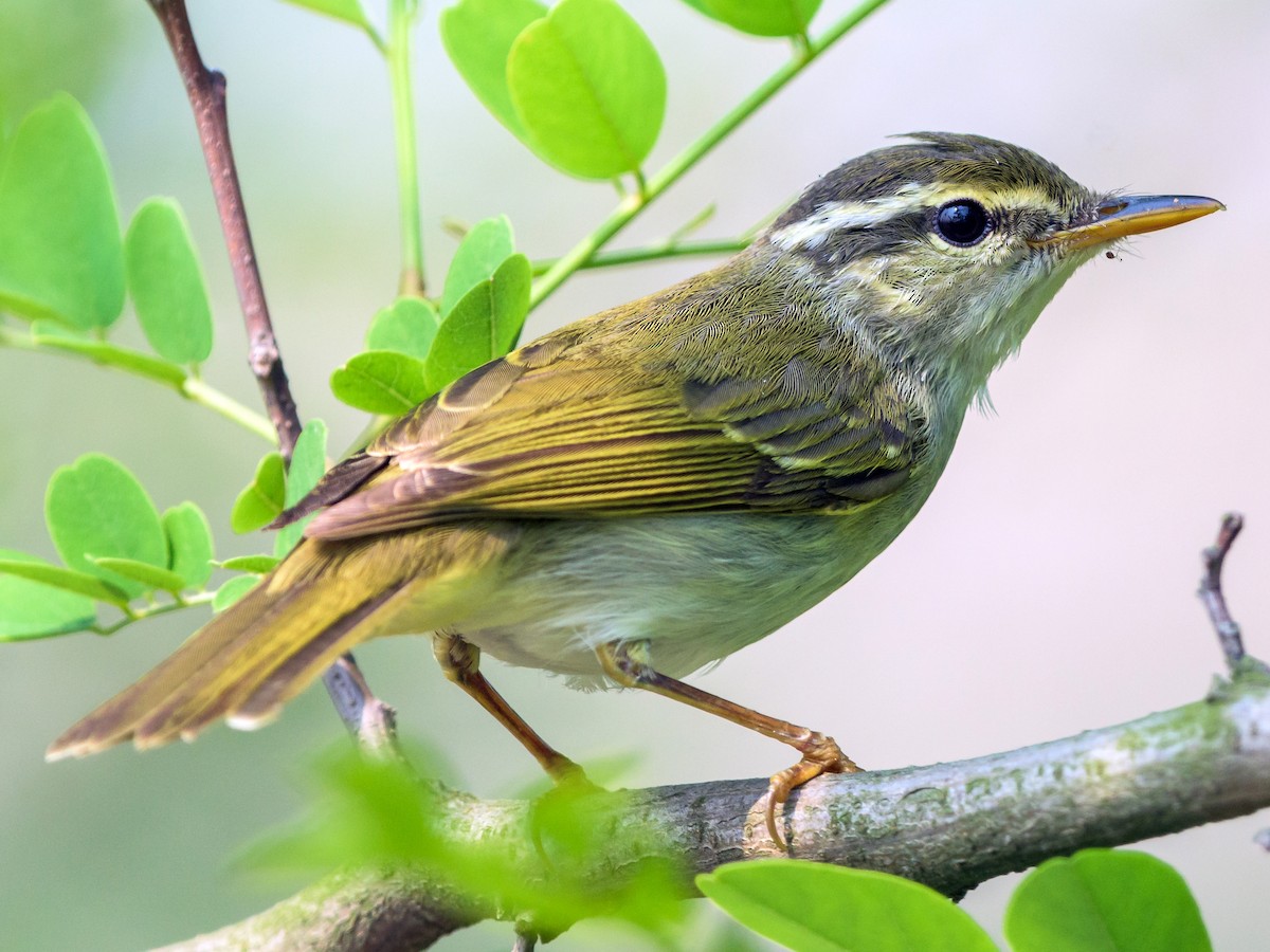Eastern Crowned Warbler - Phylloscopus coronatus - Birds of the World