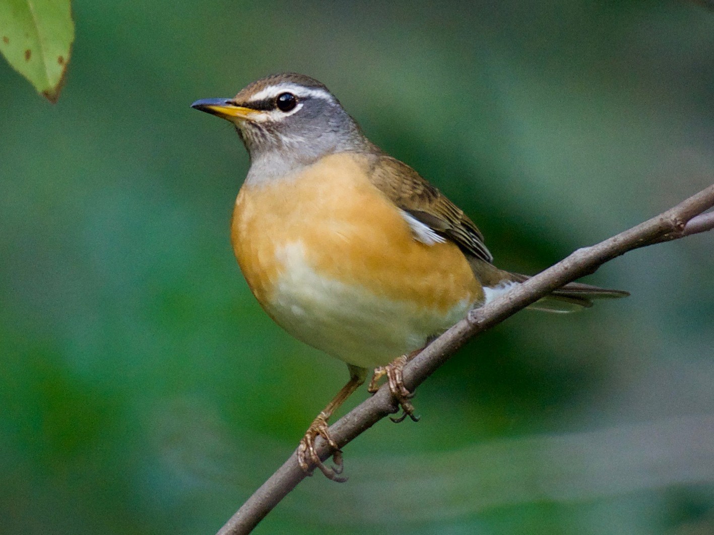 Eyebrowed Thrush - eBird