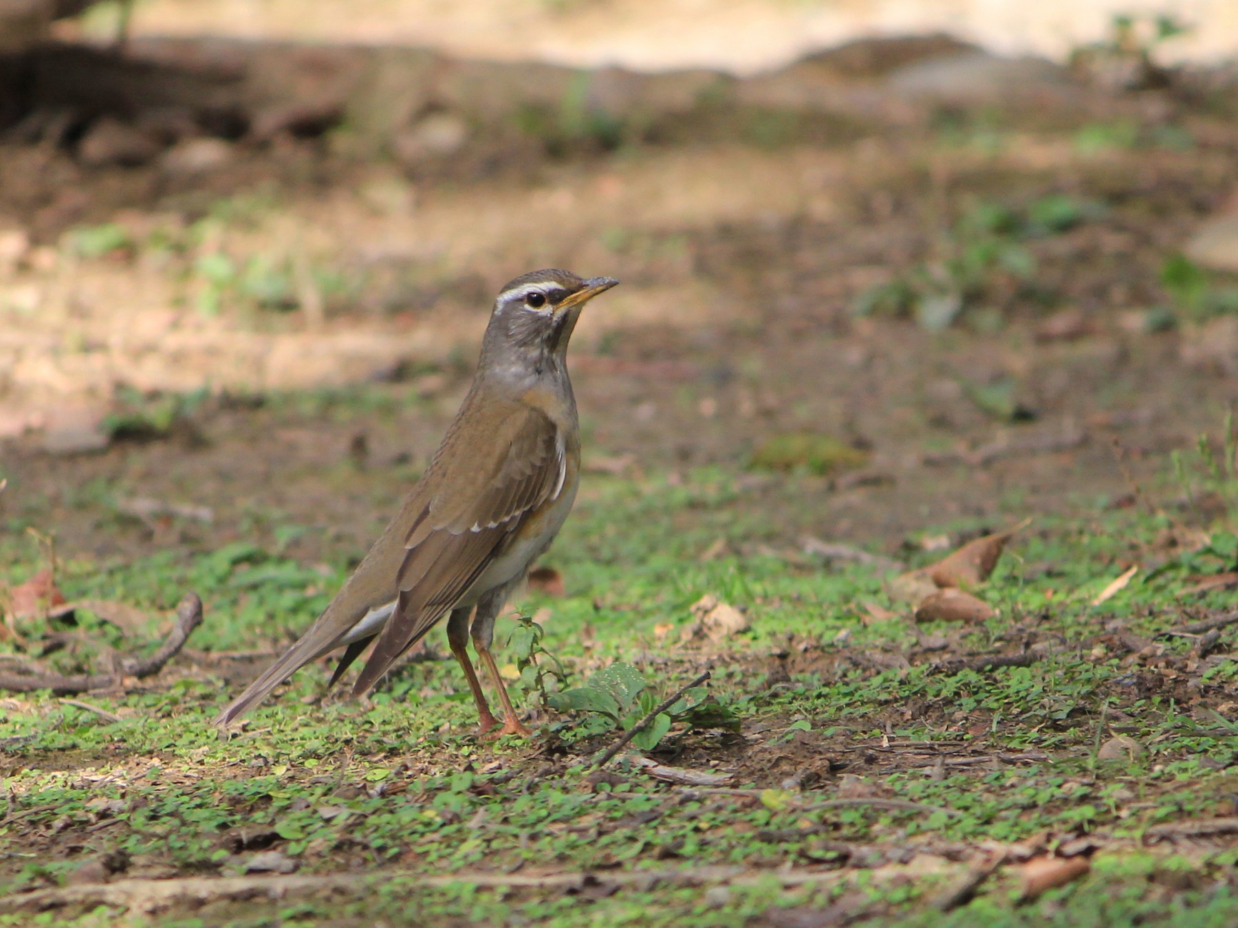 Eyebrowed Thrush - eBird