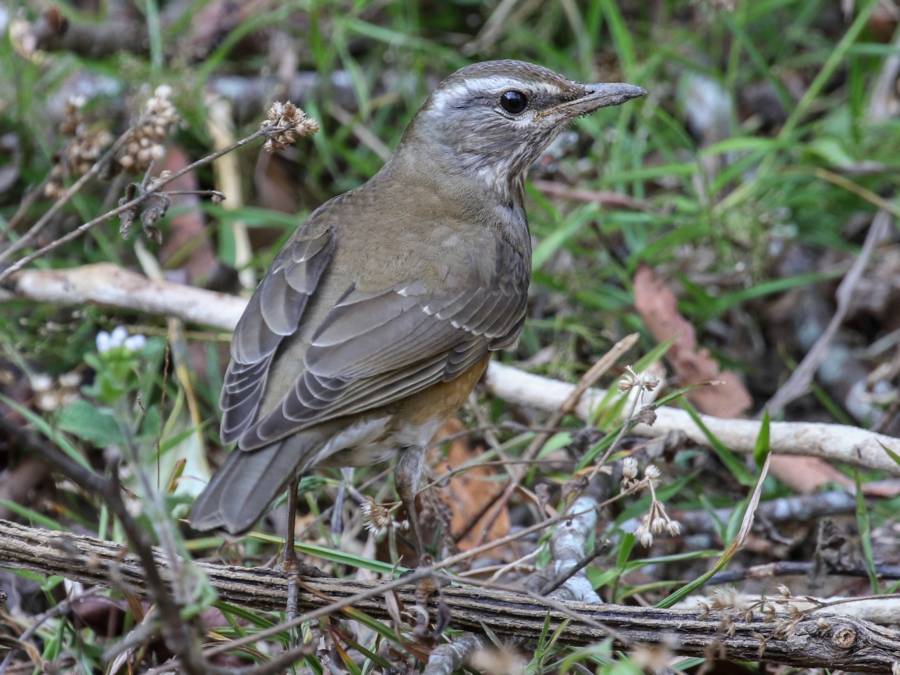 Merle obscur - eBird