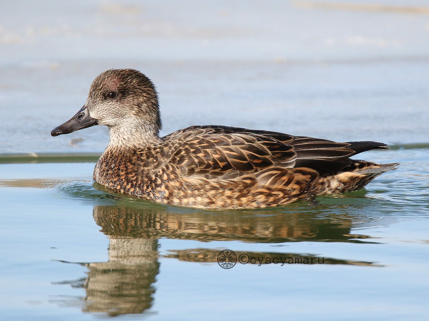 Falcated Duck - eBird