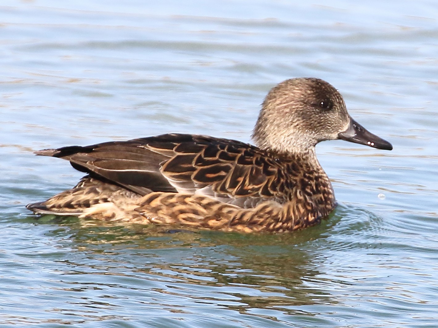 Falcated Duck - eBird