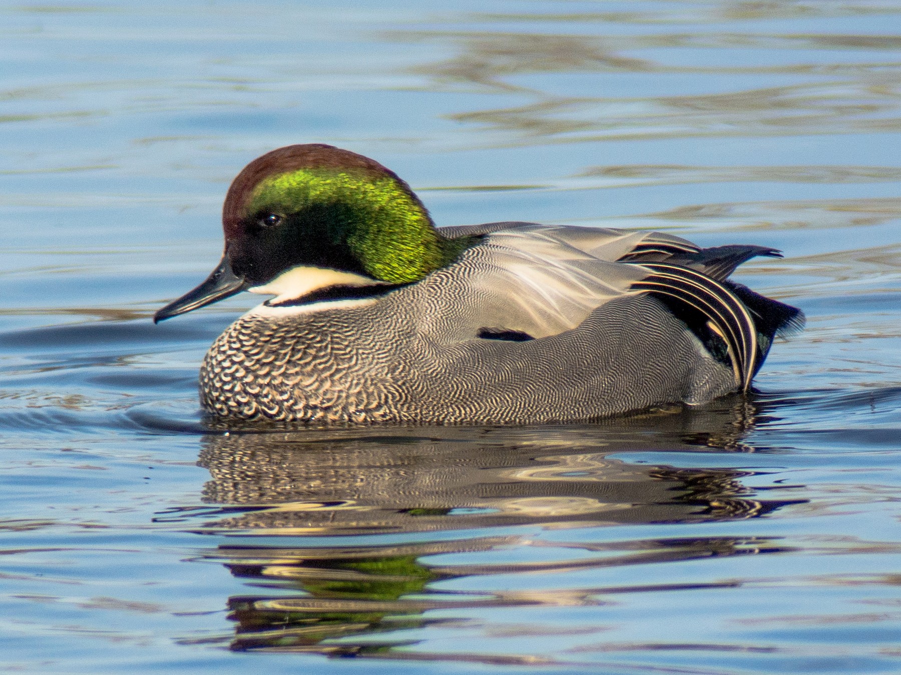 Falcated Duck - eBird