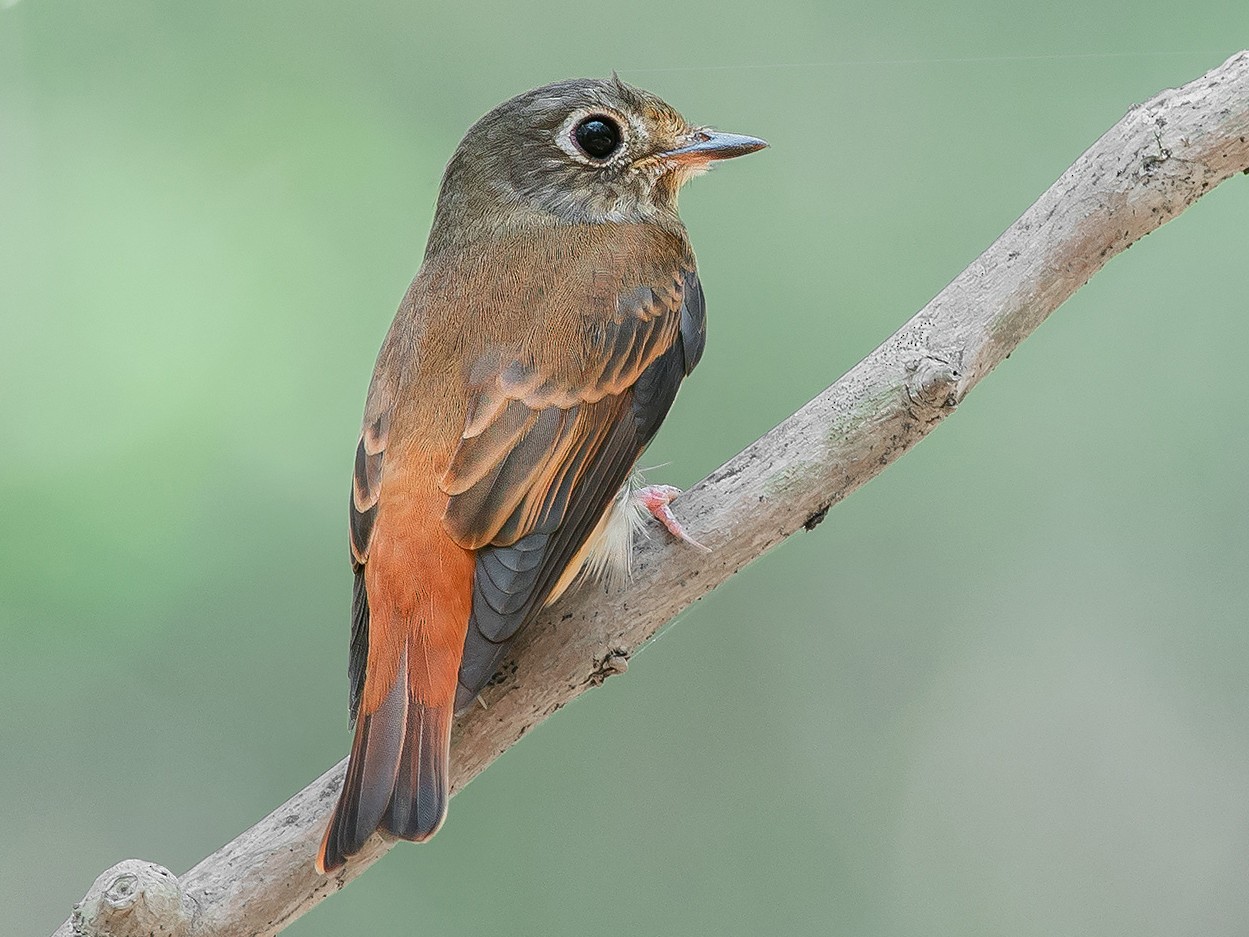 Ferruginous Flycatcher - eBird