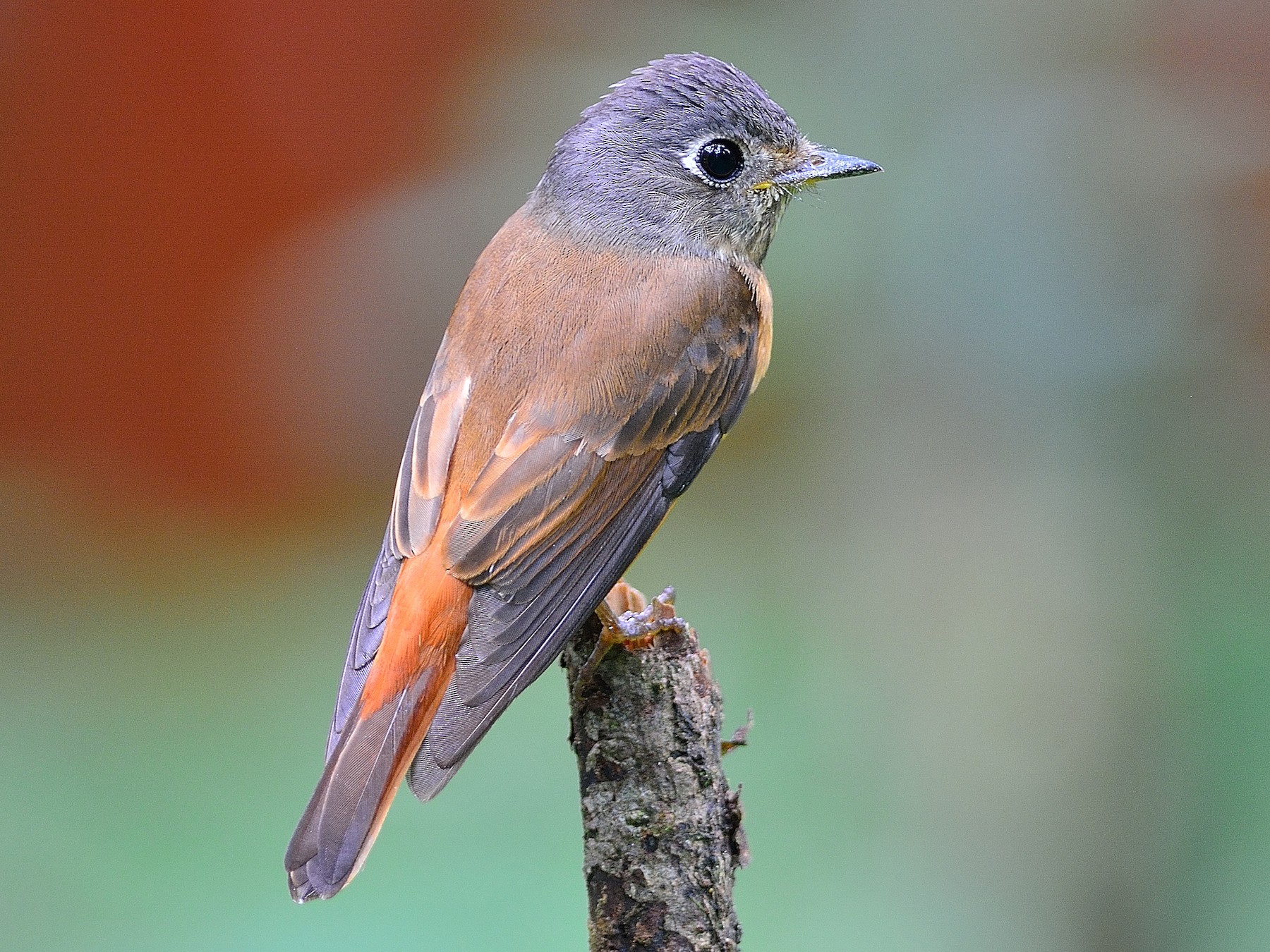 Ferruginous Flycatcher - eBird