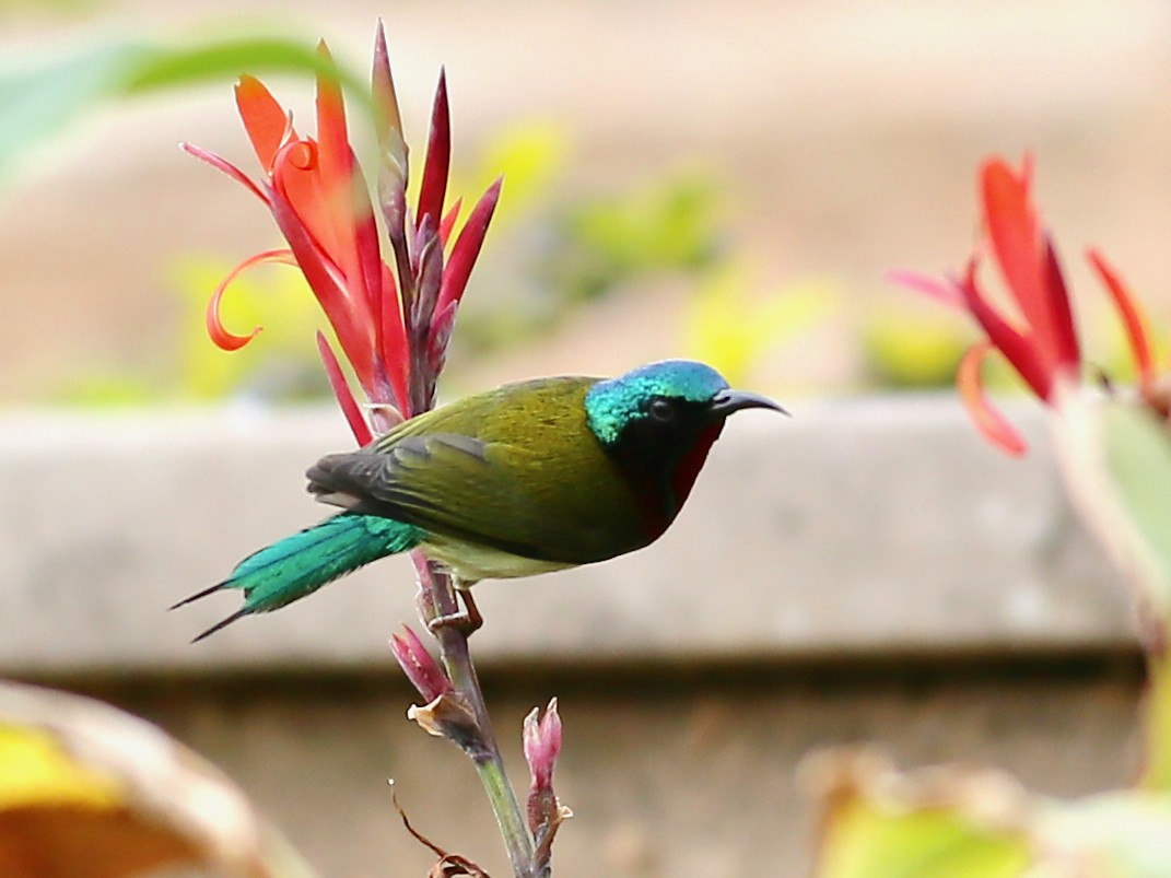 Fork-tailed Sunbird - eBird