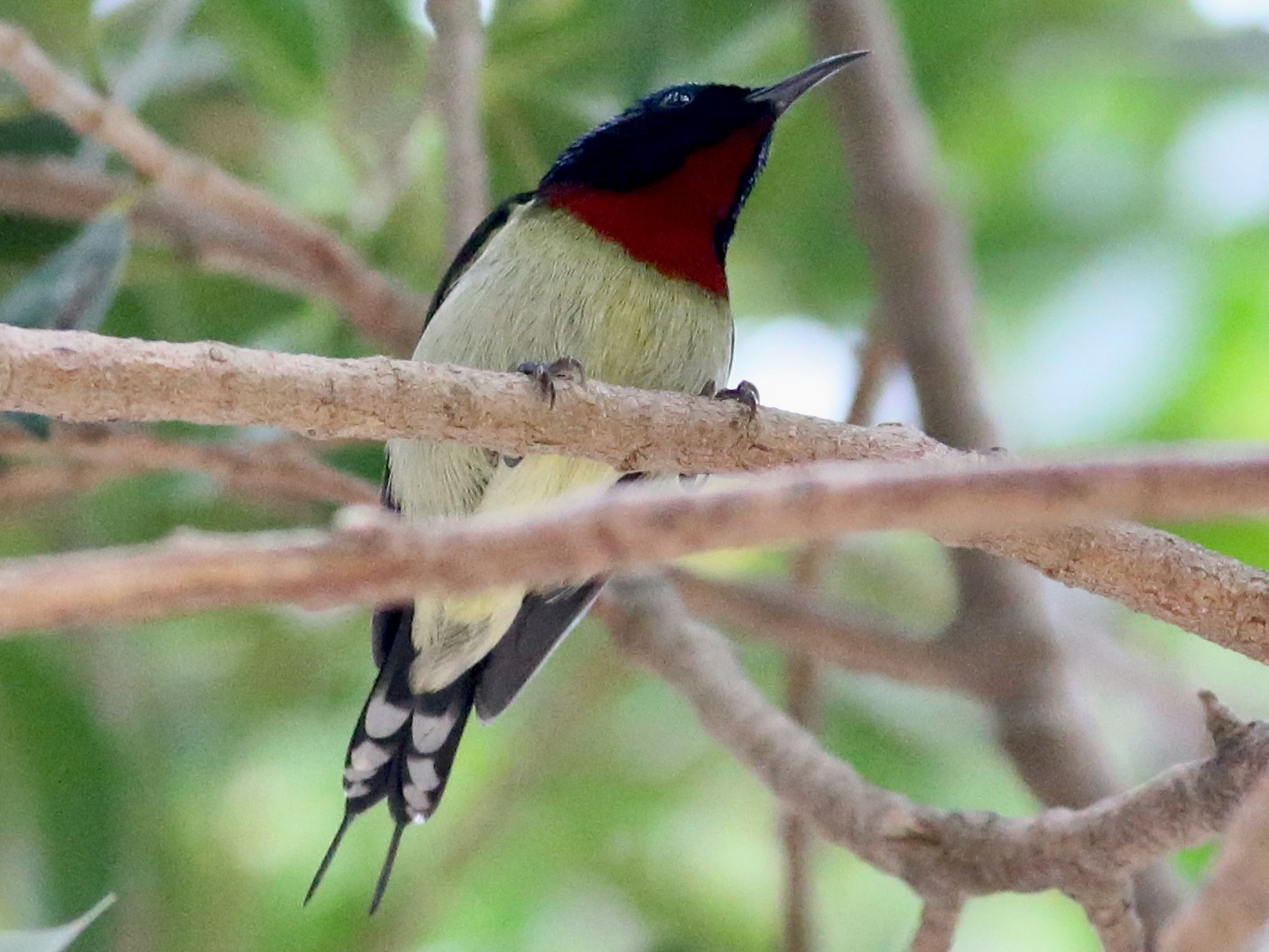 Fork-tailed Sunbird - eBird