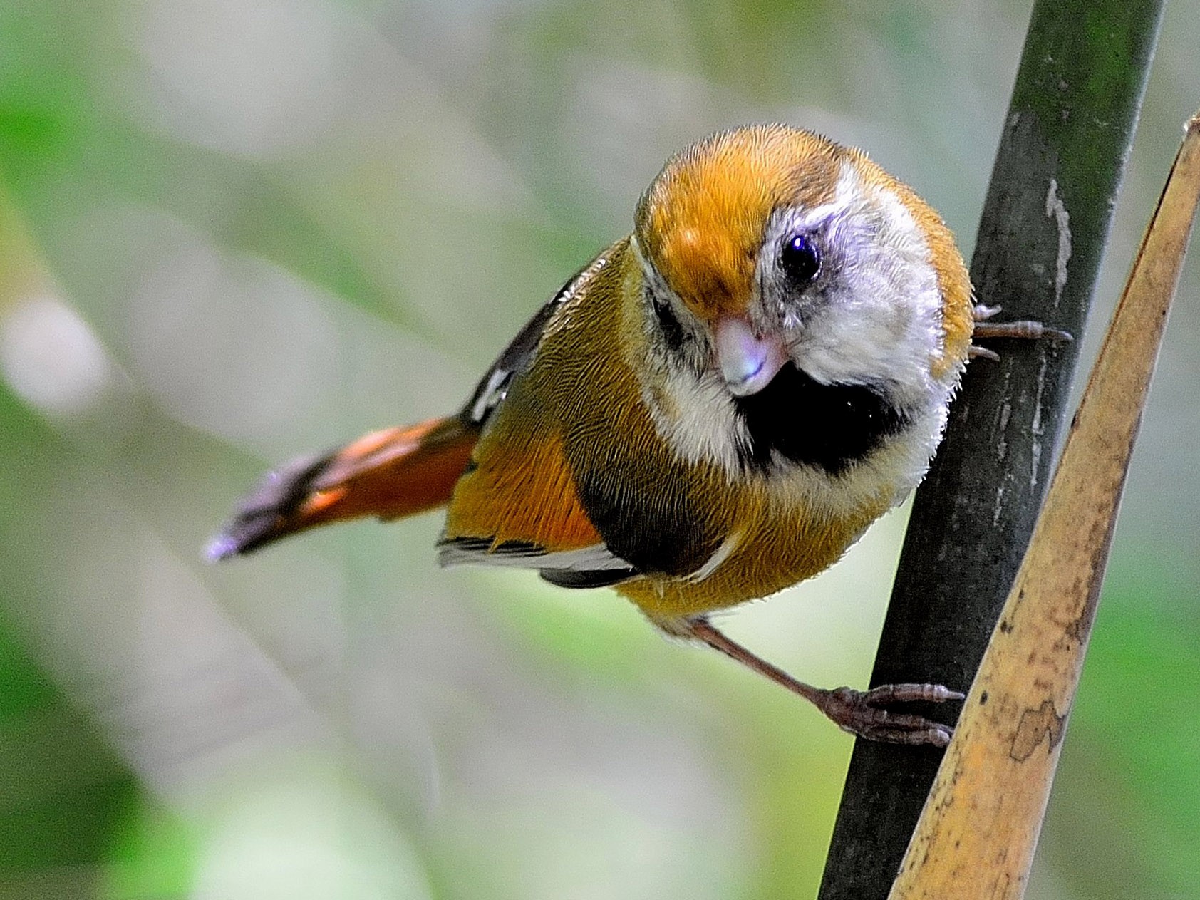 Golden Parrotbill - eBird