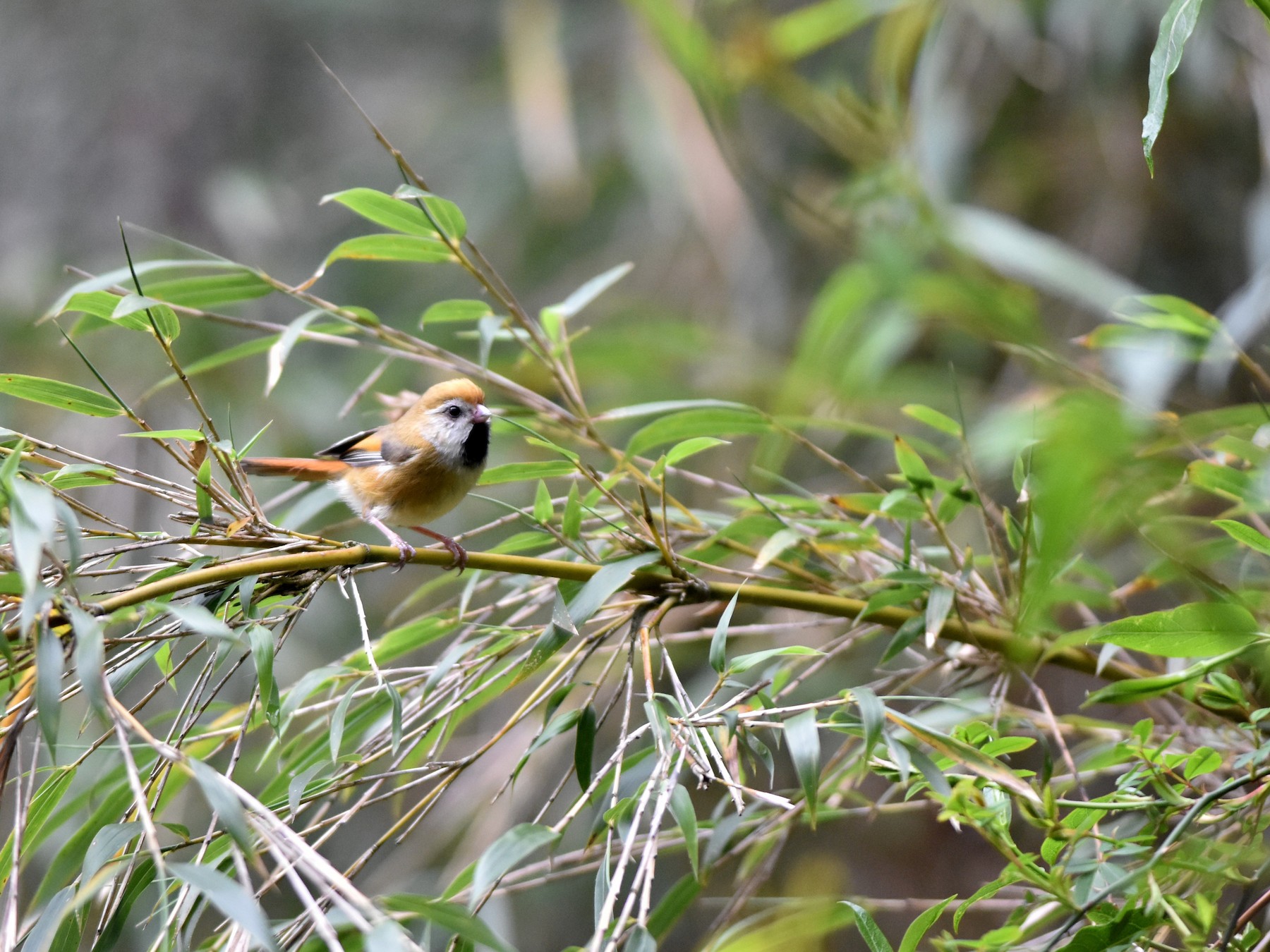Golden Parrotbill - eBird